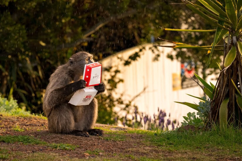 PICTURES: Baboons and humans clash in urban Kommetjie | The Citizen