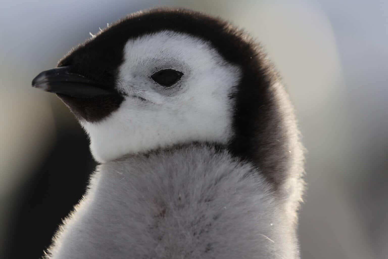 New penguin documentary: Healthy dose of cute | The Citizen