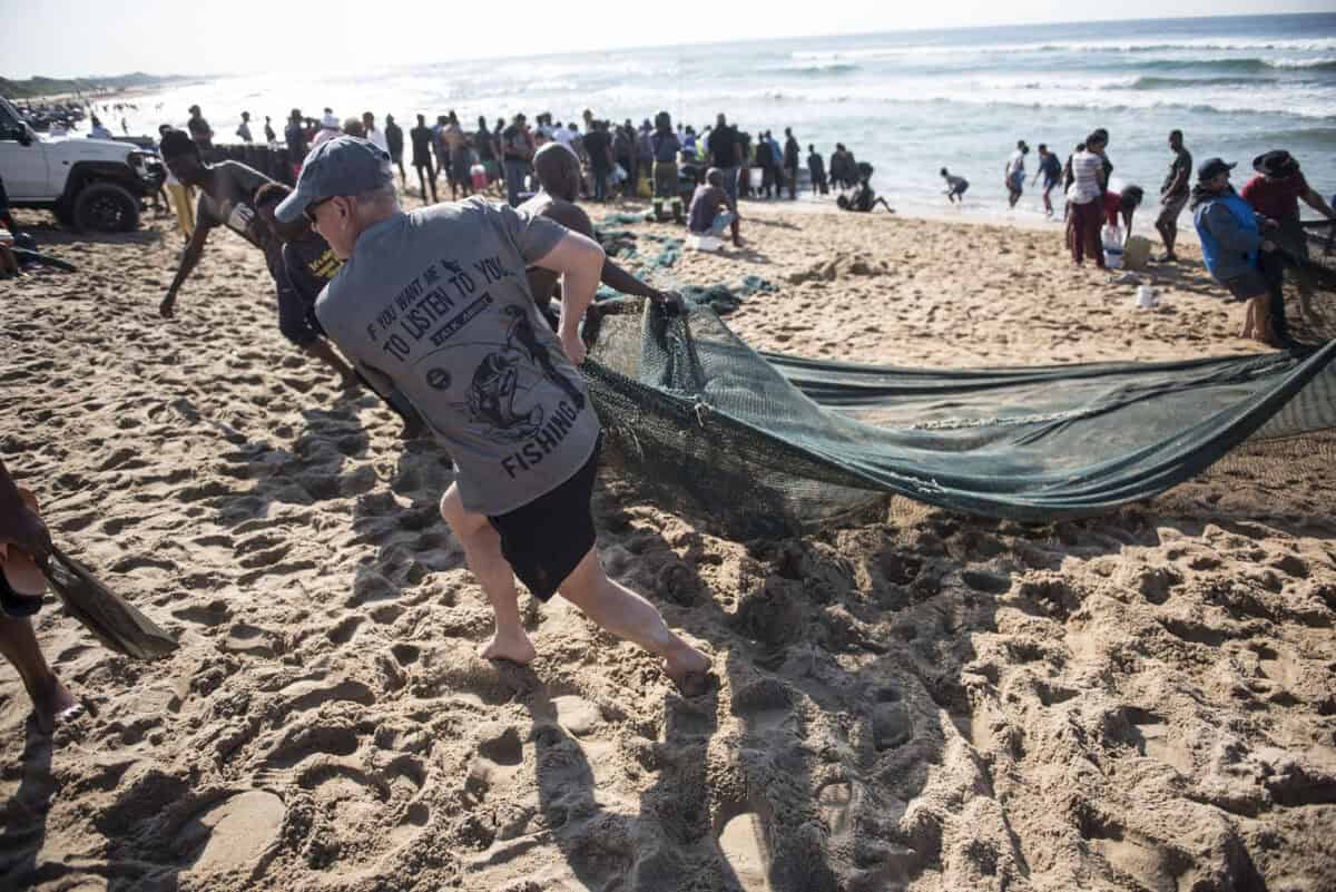 PICTURES: South Coast sardine run frenzy | The Citizen
