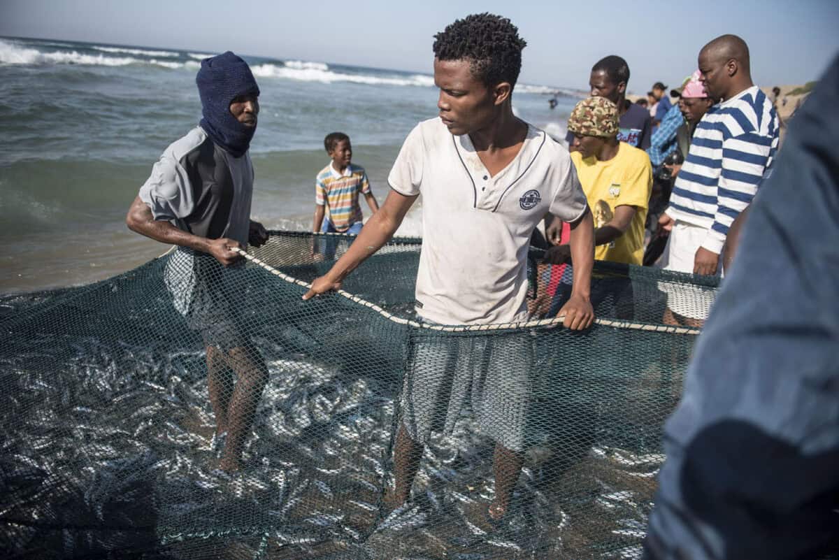 PICTURES: South Coast sardine run frenzy | The Citizen