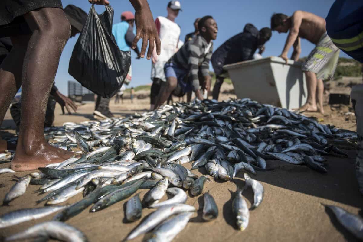 WATCH: Sardine run draws crowds of local fishermen | The Citizen