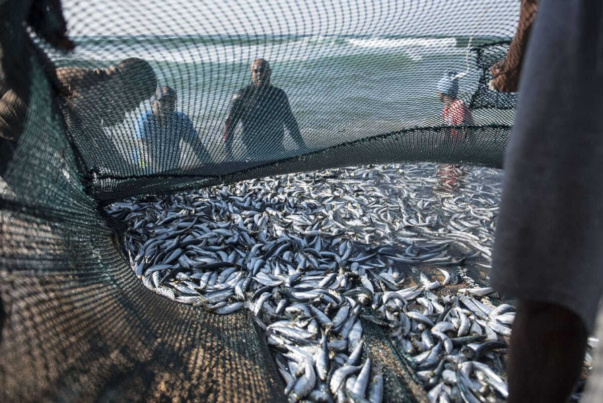 News related to Sardine run | The Citizen