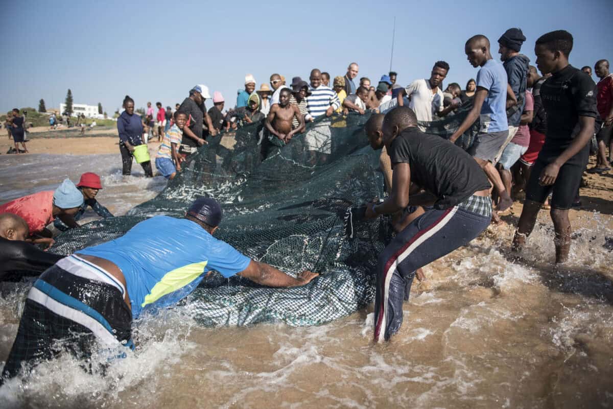 PICTURES: South Coast sardine run frenzy | The Citizen