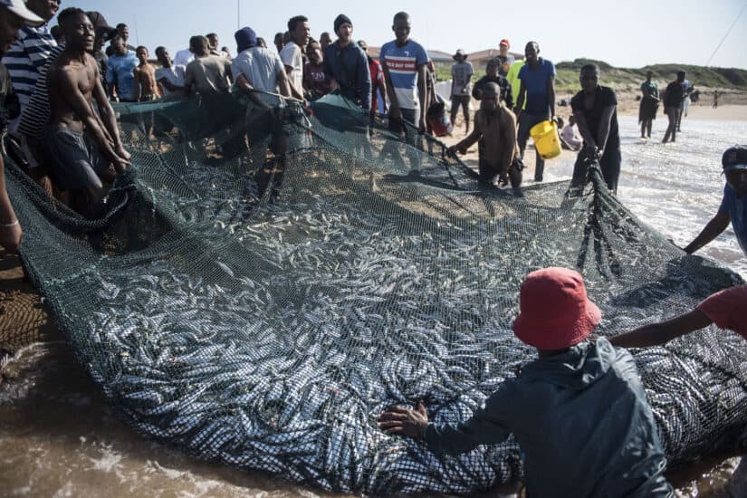 PICTURES: South Coast sardine run frenzy | The Citizen