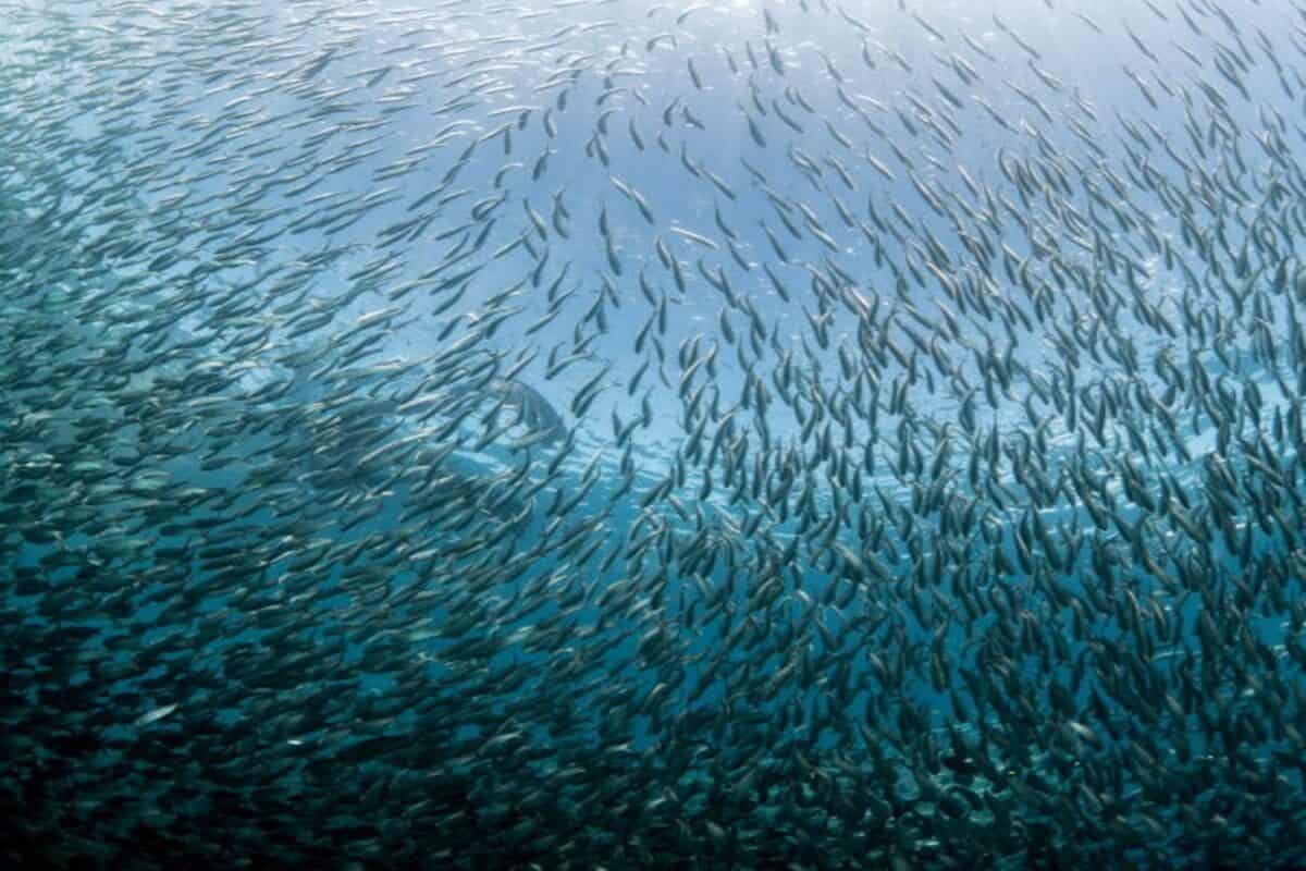 Sardine run halts swimming at Durban’s southern beaches | The Citizen