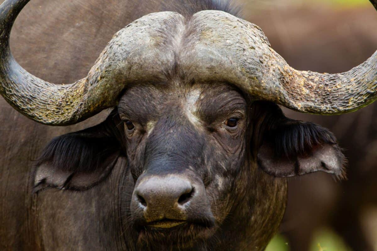 More details emerge on how millionaire US hunter was killed by buffalo ...