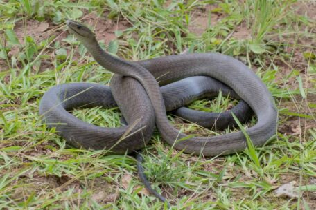 Black mamba hitchhikes to Monument Park, found hiding in car engine bay
