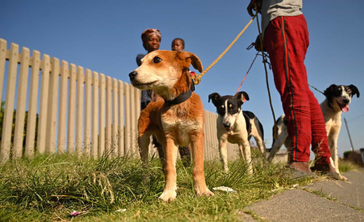PICTURES: Thanda Inja project brings veterinary care to Daveyton ...