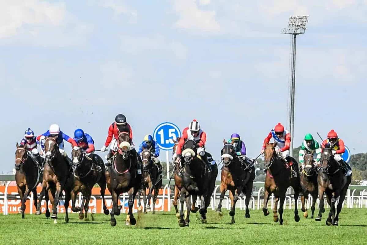 Horses stories, breaking news and comment | The Citizen