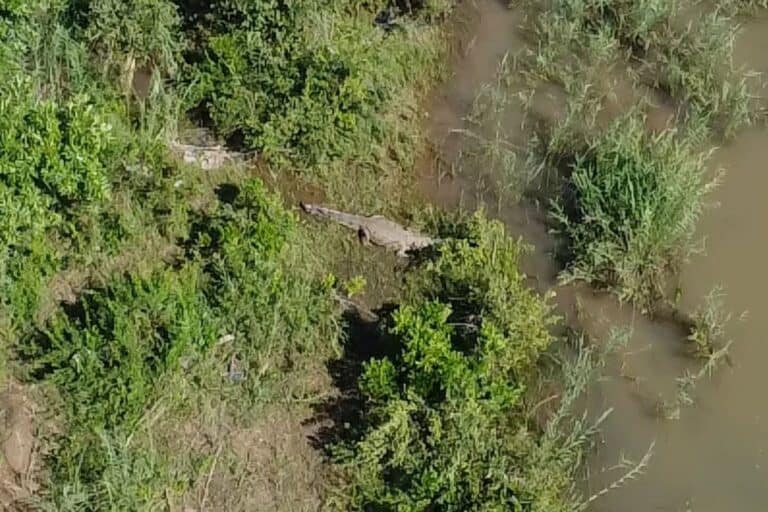 Human remains found in crocodile suspected to be of missing Gauteng ...
