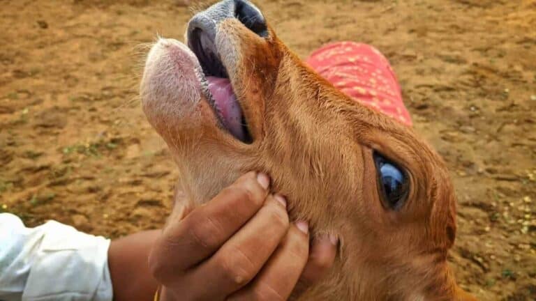 DA motion to control FMD shot down in Gauteng | The Citizen